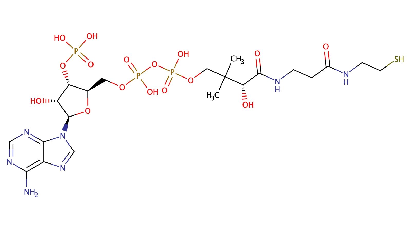 Coenzyme A | FO10017