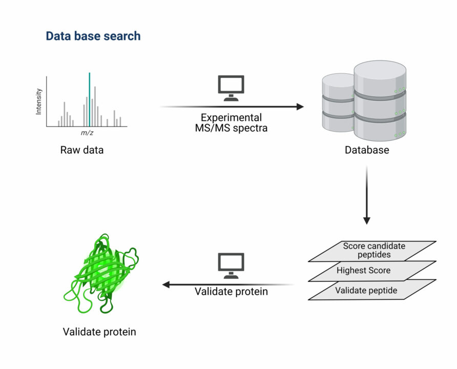 Proteomics und Peptidsequenzierung Service - fischer organics
